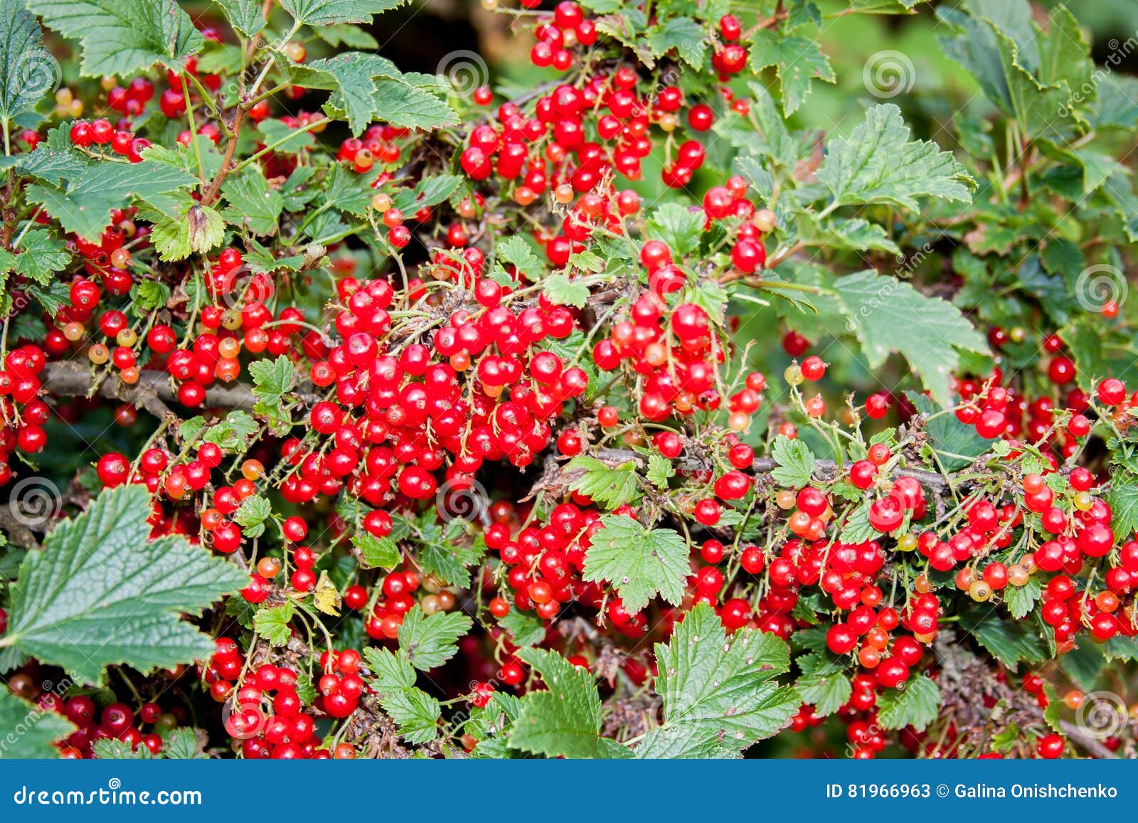 Big red currant bush stock image. Image of backgrounds - 81966963