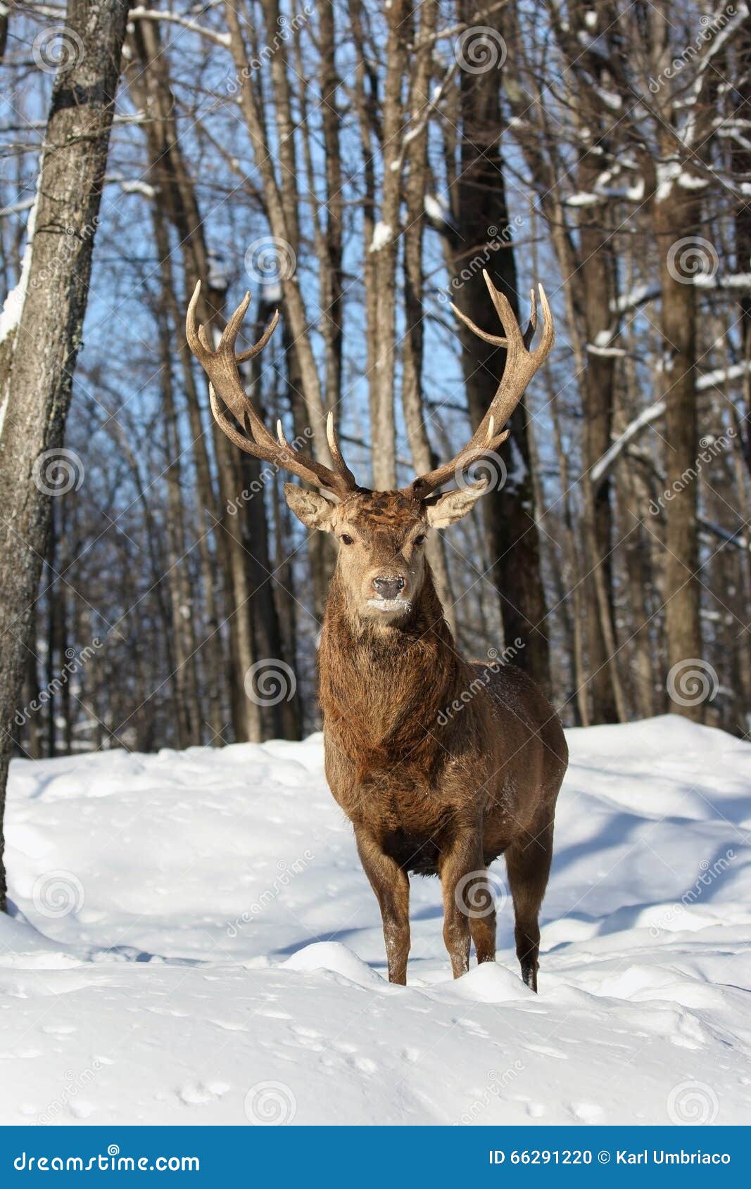 Big red deer stock photo. Image of mammal, winter, animal - 66291220