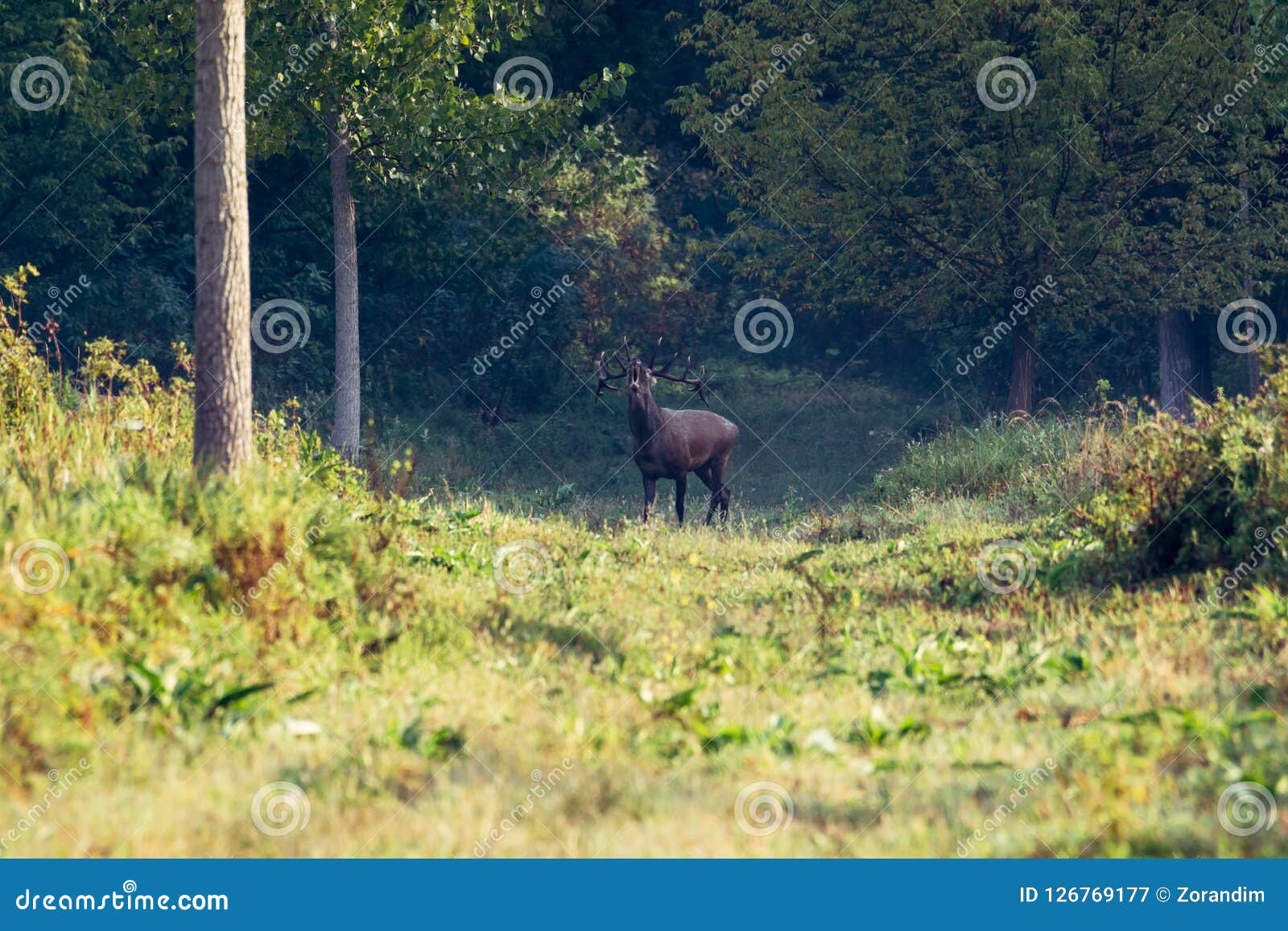 Red deer in mating season stock image. Image of herd - 126769177