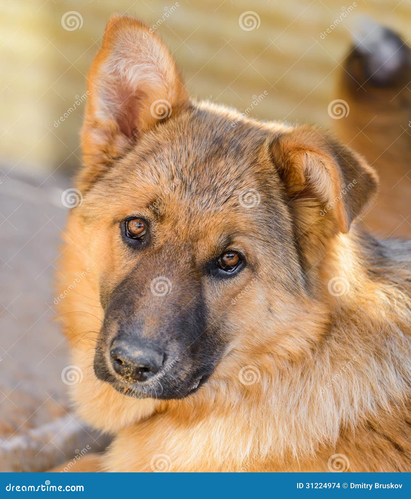 Big red dog stock photo. Image of large, gold, summer - 31224974