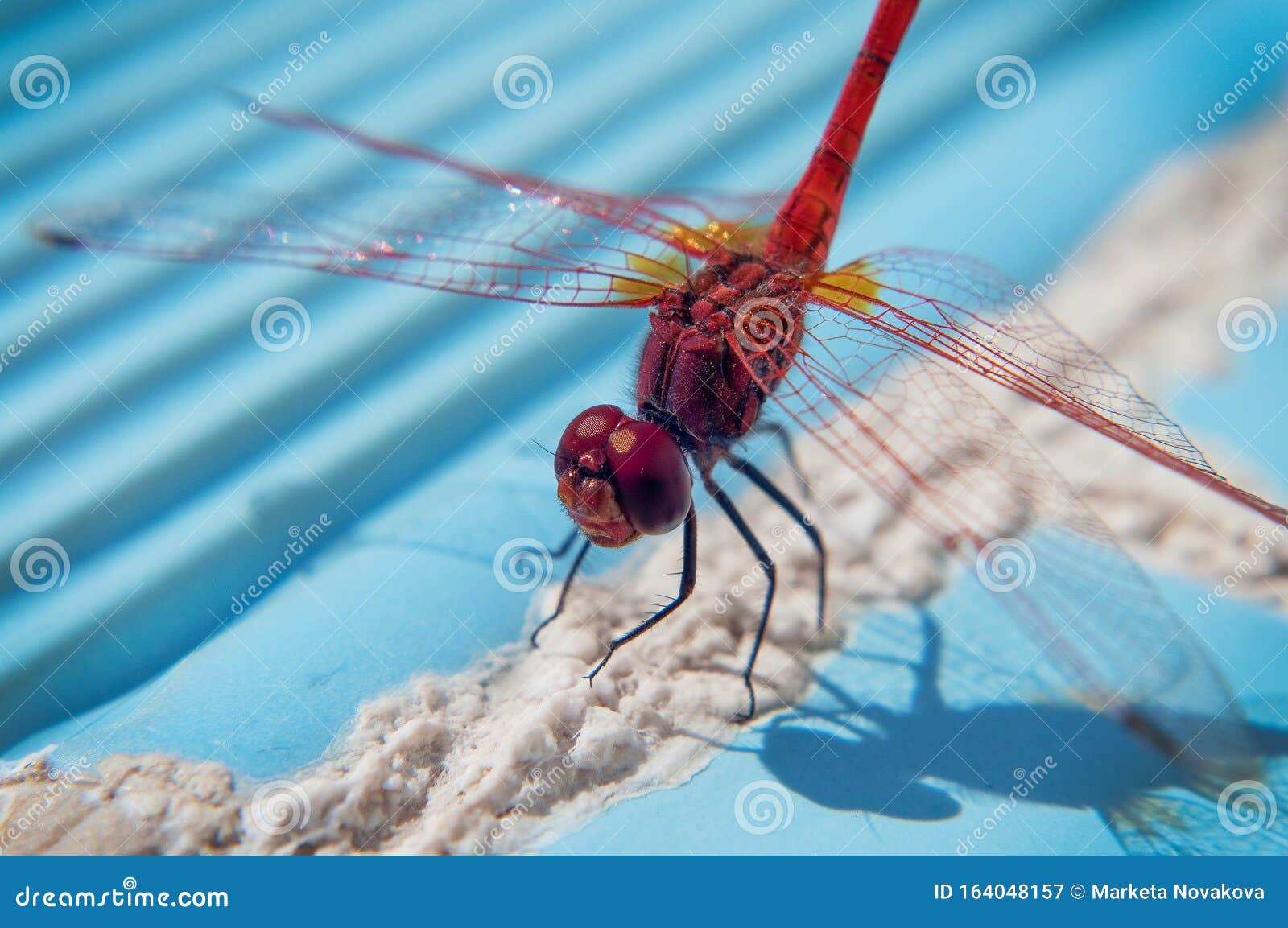 Big Red Dragonfly on Blue Background of Blue Swimming Pool Tiles Stock ...
