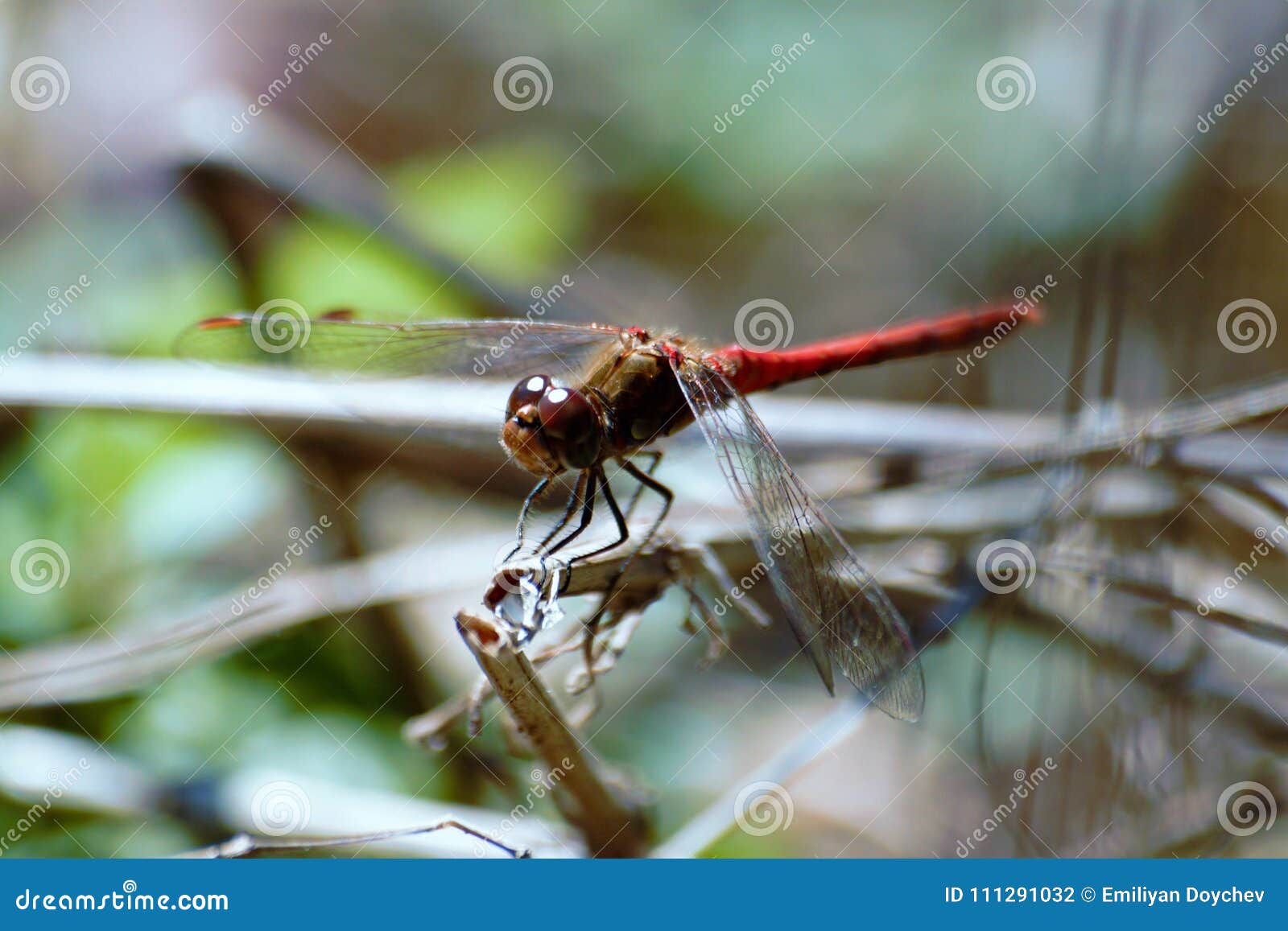 Big red dragonfly stock photo. Image of twig, plant - 111291032