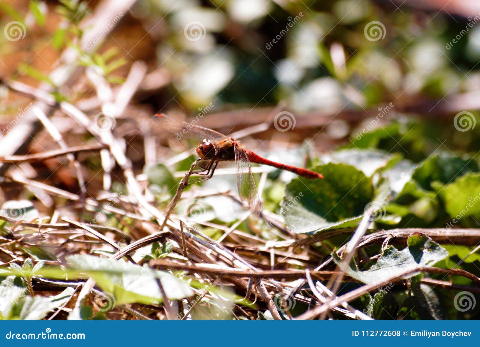 Dragonfly stock photo. Image of animal, branch, nature - 112772608
