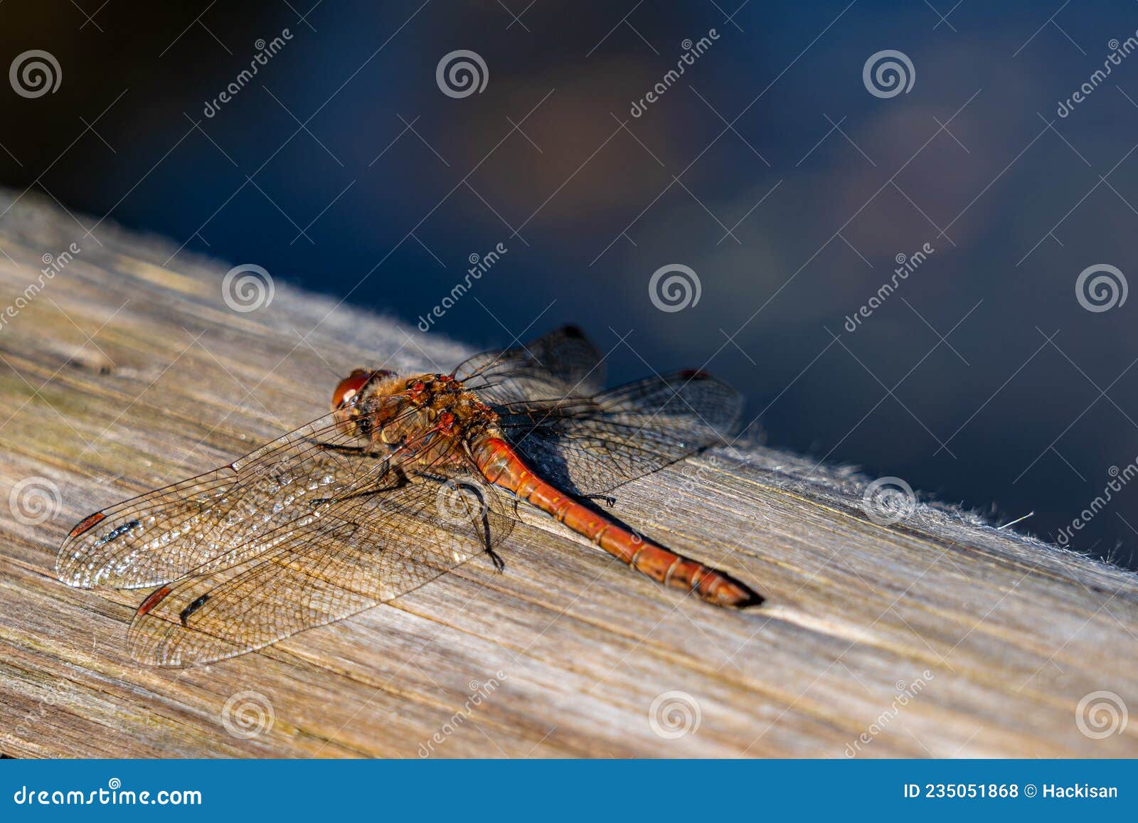 Big Red Dragonfly on a Tree Trunk Near the Lake Stock Photo - Image of ...