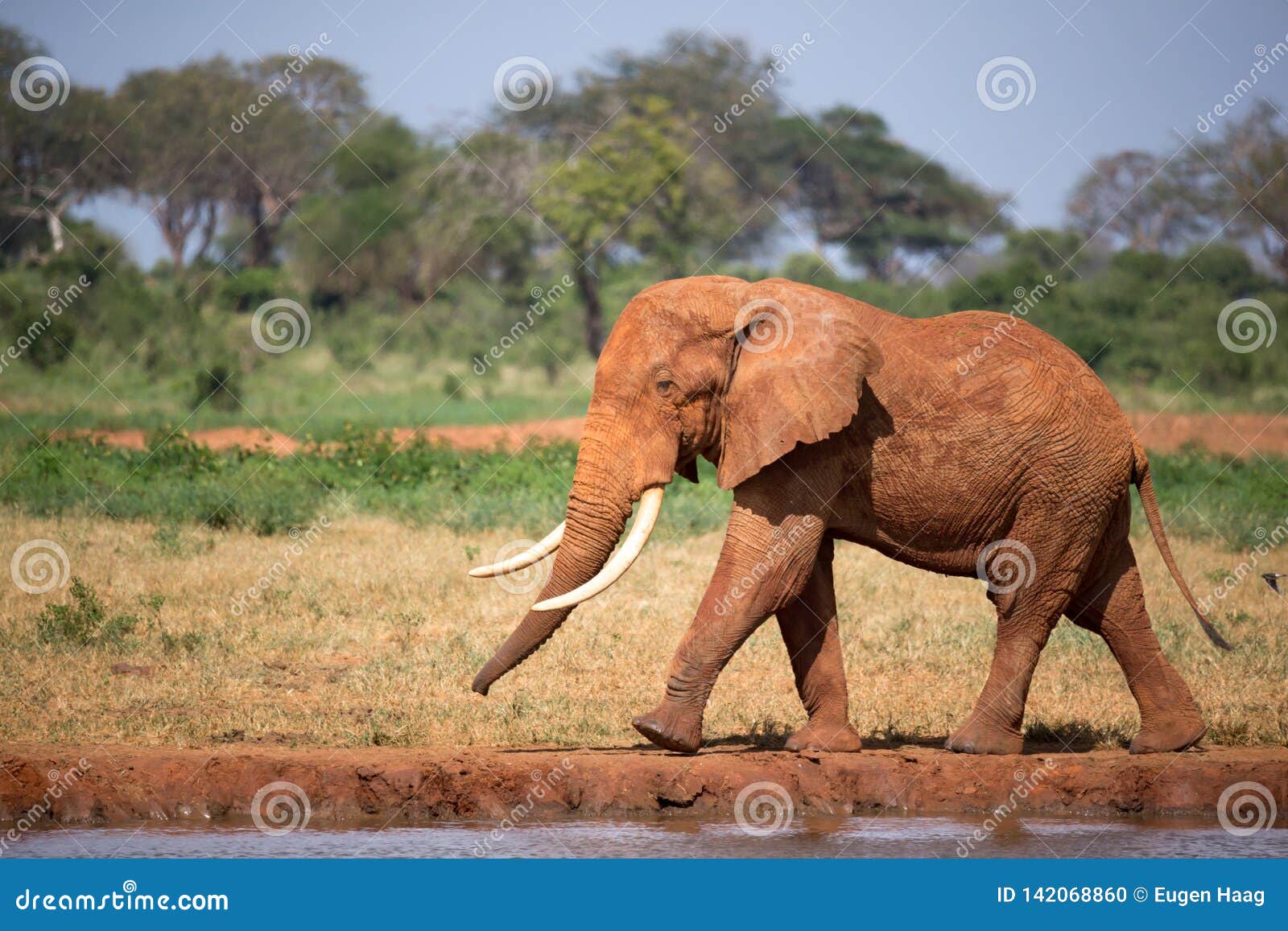A Big Red Elephant is Walking on the Bank of a Water Hole Stock Photo ...