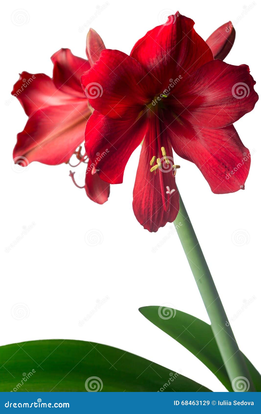 Big Red Exotic Flower. Vertical Stock Image - Image of petal, color ...