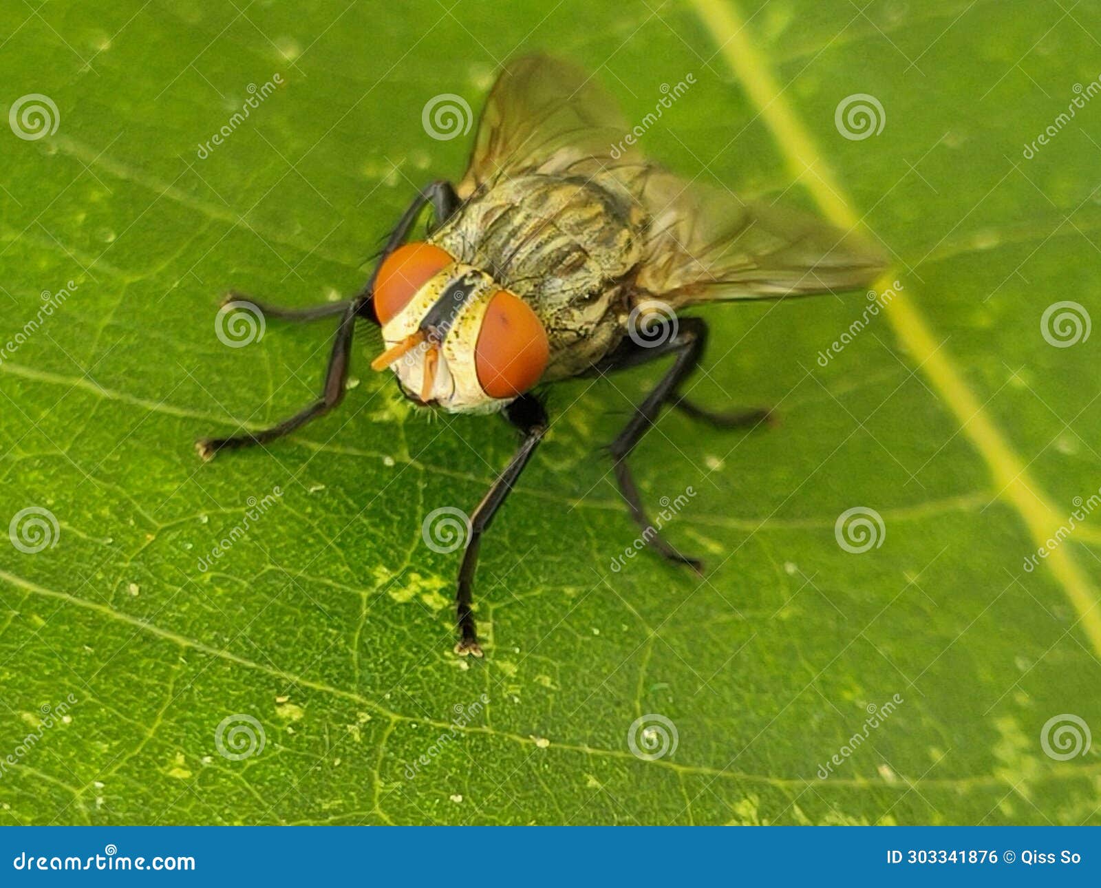 Big Red Eyes Fly on the Leaf Stock Photo - Image of insect, animals: 303341876