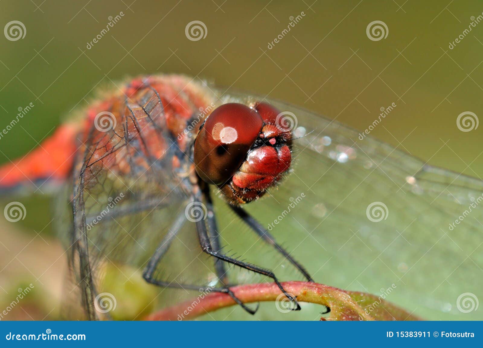 Big Red Face of Red Dragon Fly Stock Image - Image of green, fragility ...