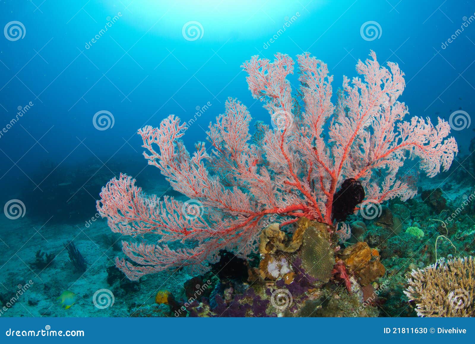 Big red fan coral stock photo. Image of reef, ocean, coral - 21811630