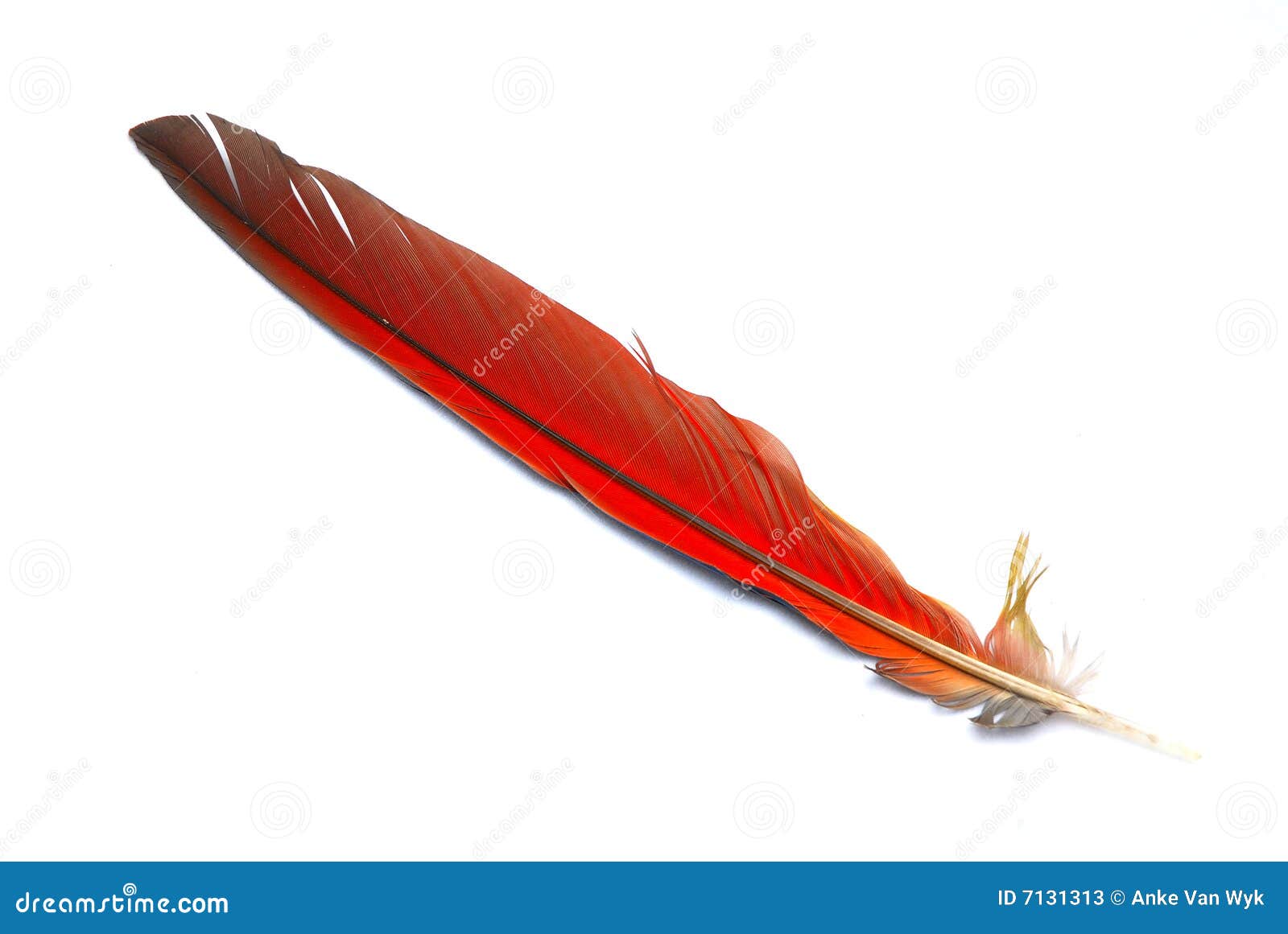 Big red feather stock image. Image of colorful, decoration - 7131313