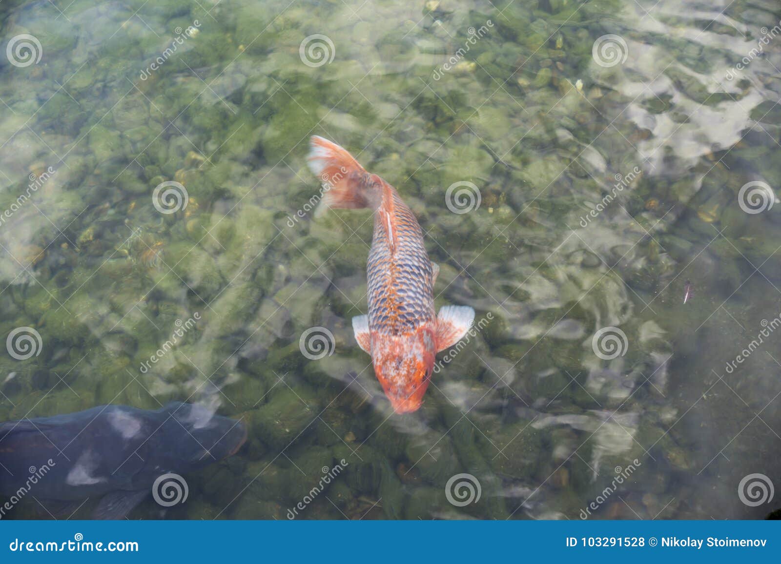 Big red fish stock photo. Image of aquatic, white, asia - 103291528