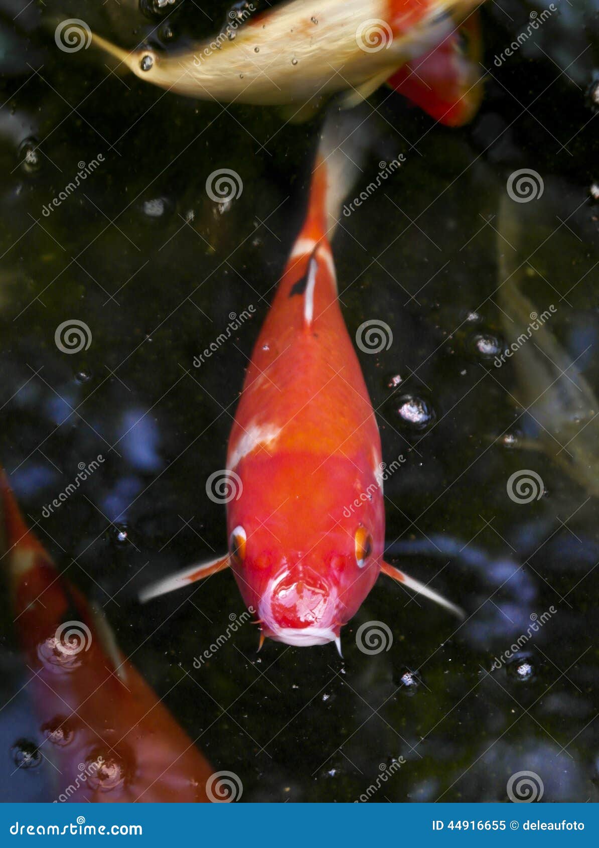 Big red fish stock image. Image of river, closeup, swimming - 44916655