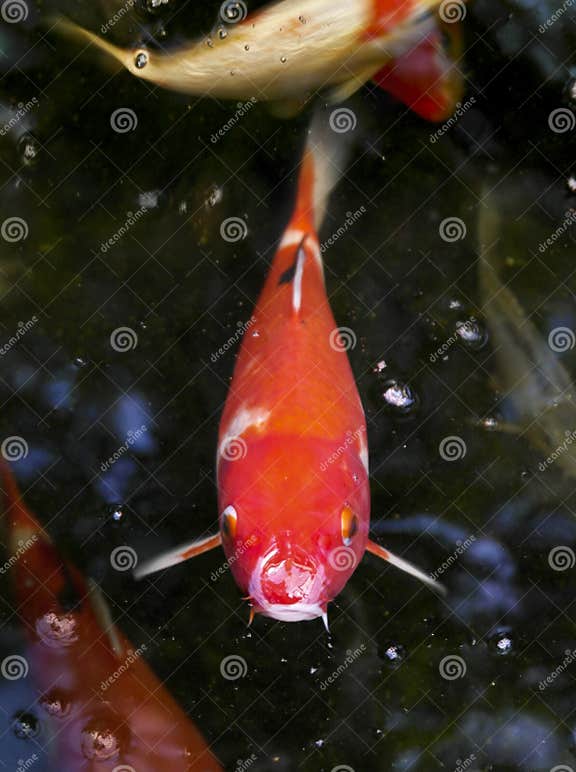 Big red fish stock image. Image of river, closeup, swimming - 44916655