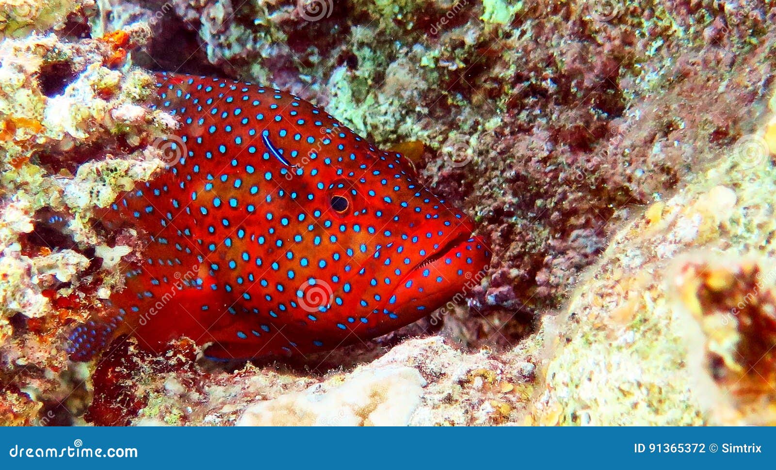 Big red fish in Red sea stock photo. Image of beautiful - 91365372