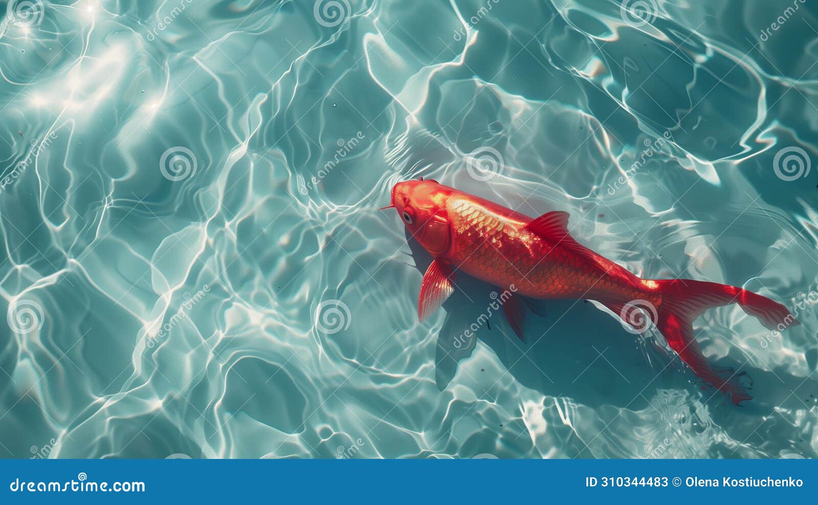 Big Red Fish on the Sparkling White Water. Beautiful Curves, Sunlight ...