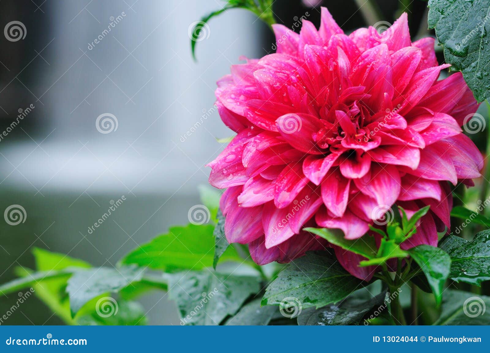 Big Red Flower stock photo. Image of nature, floral, green - 13024044