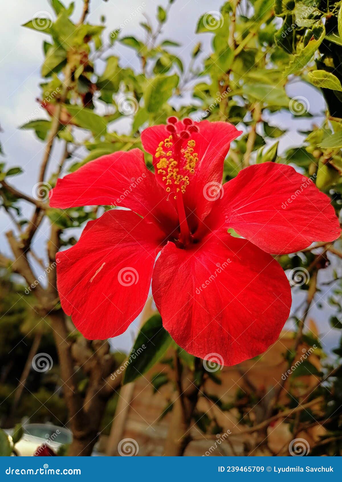 A Big Red Flower Blooms Beautifully Stock Image - Image of wildflower ...