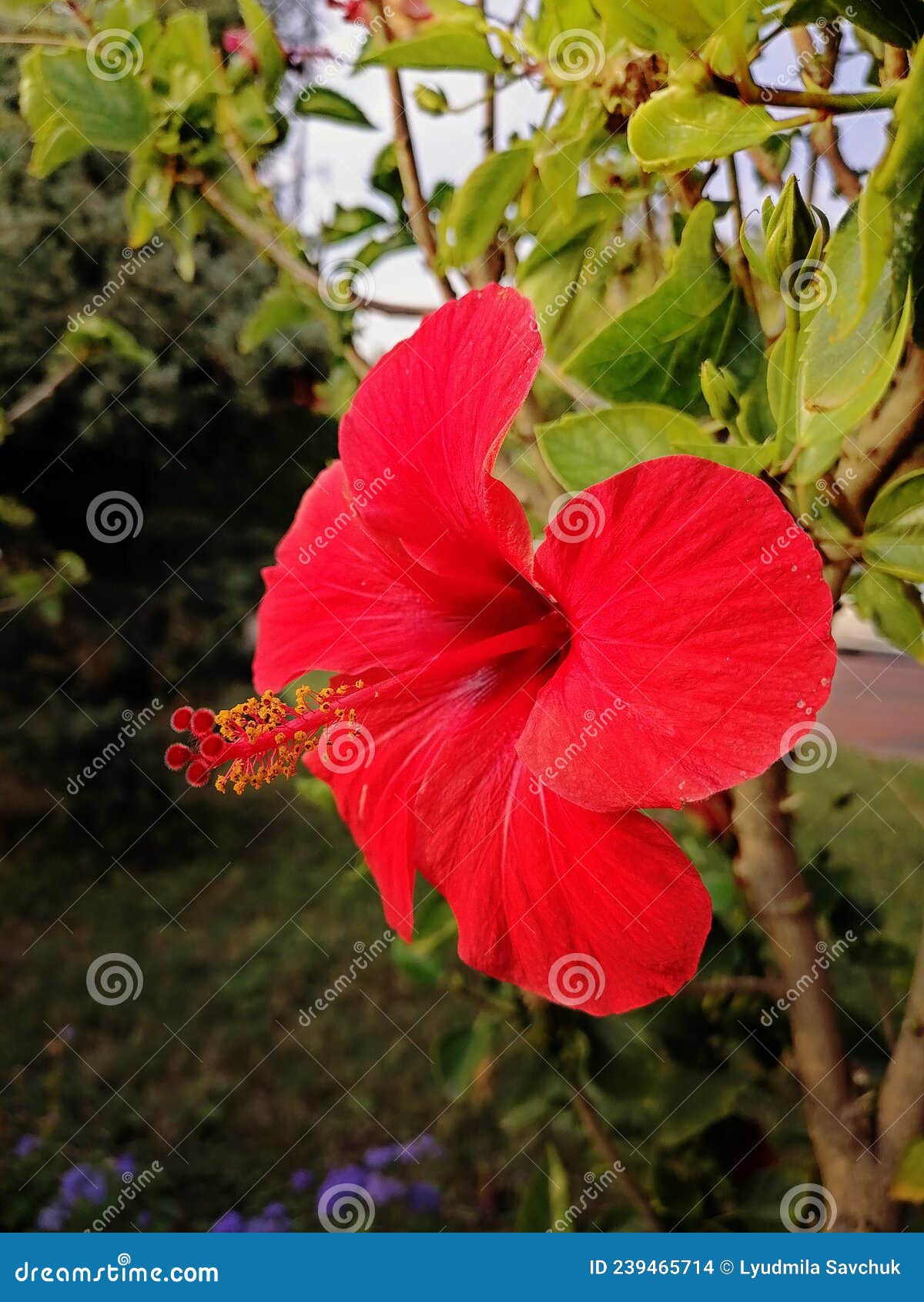 A Big Red Flower Blooms Beautifully Stock Photo - Image of nature ...