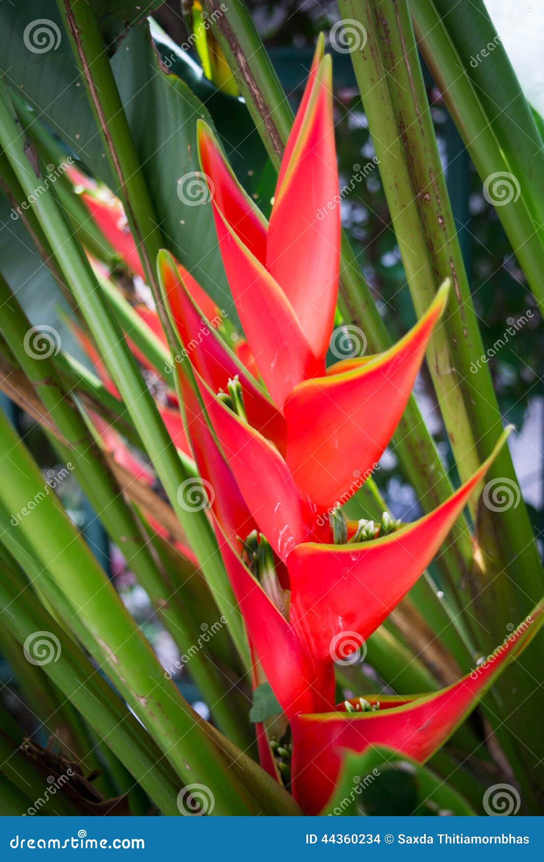 Big red flower stock photo. Image of park, pretty, green - 44360234