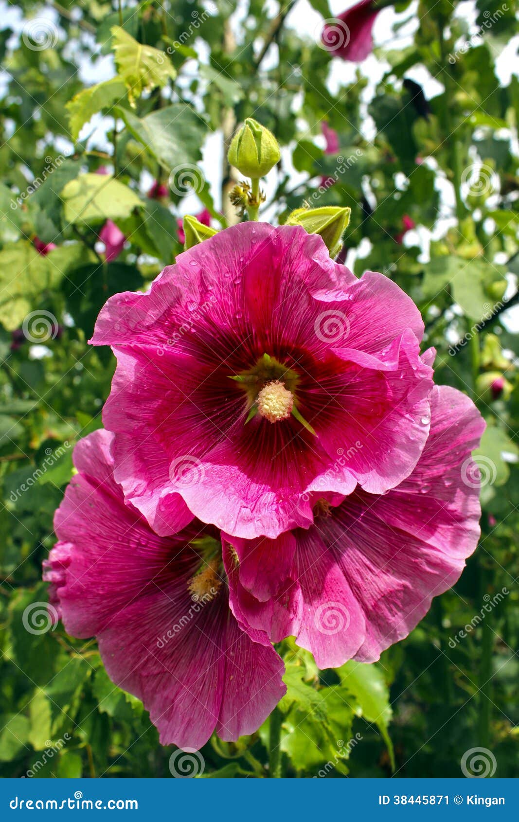 Big red flower of mallow stock image. Image of malvaceae - 38445871