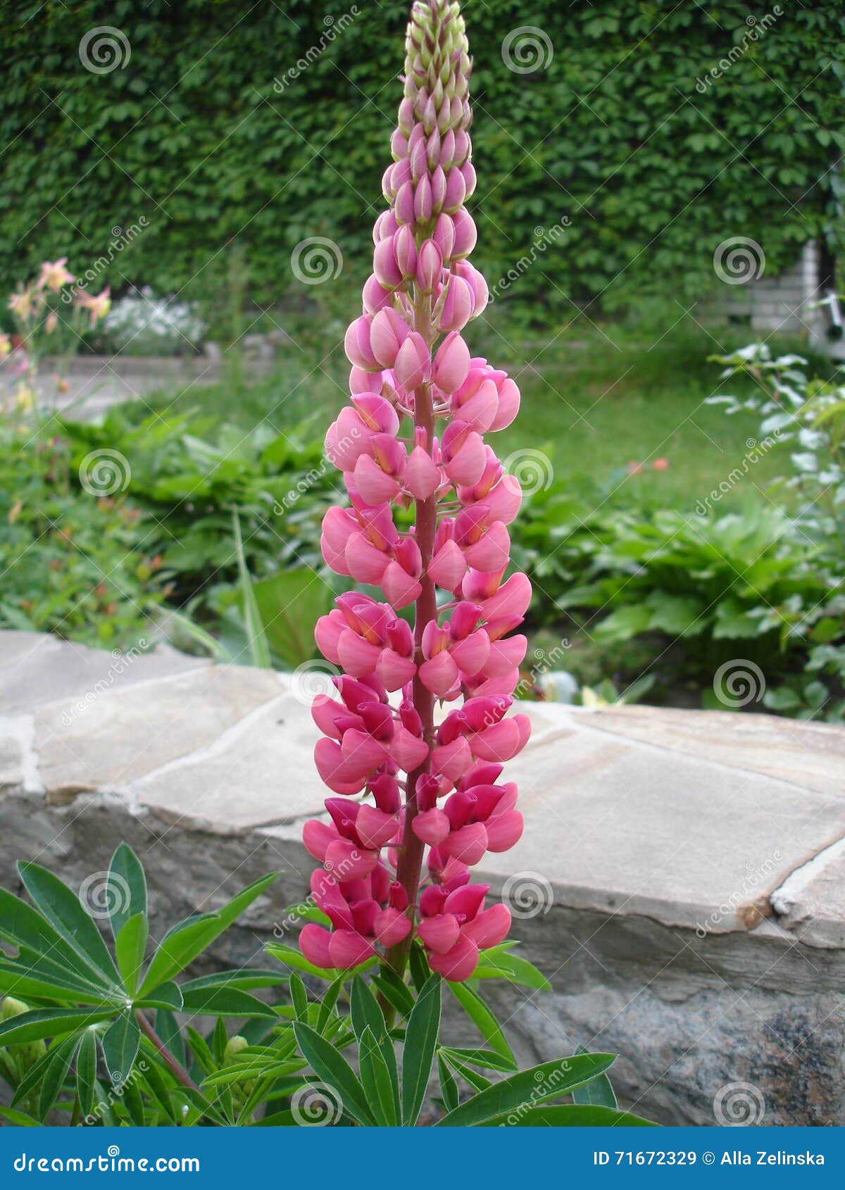 Big Red Flower in Spring Garden Stock Image - Image of decorative ...