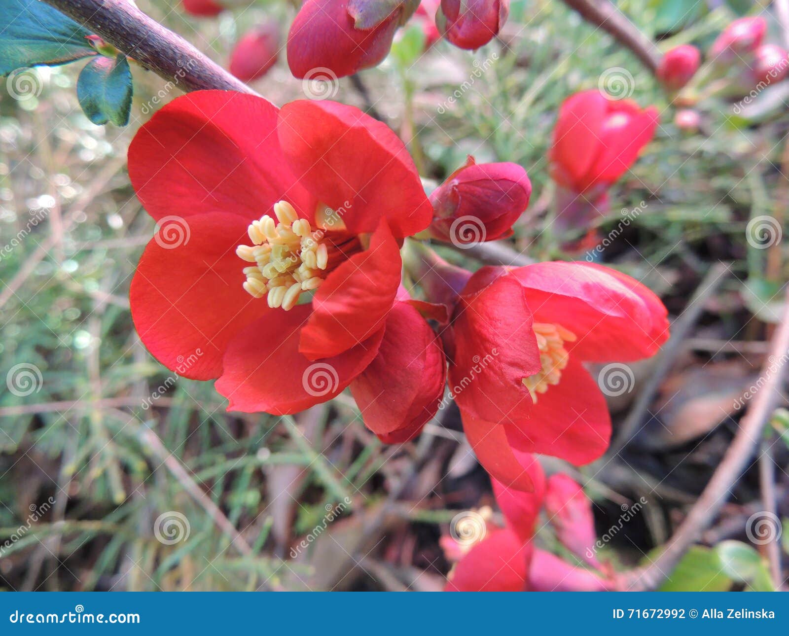 Big Red Flower in Spring Garden Stock Photo - Image of green, door ...