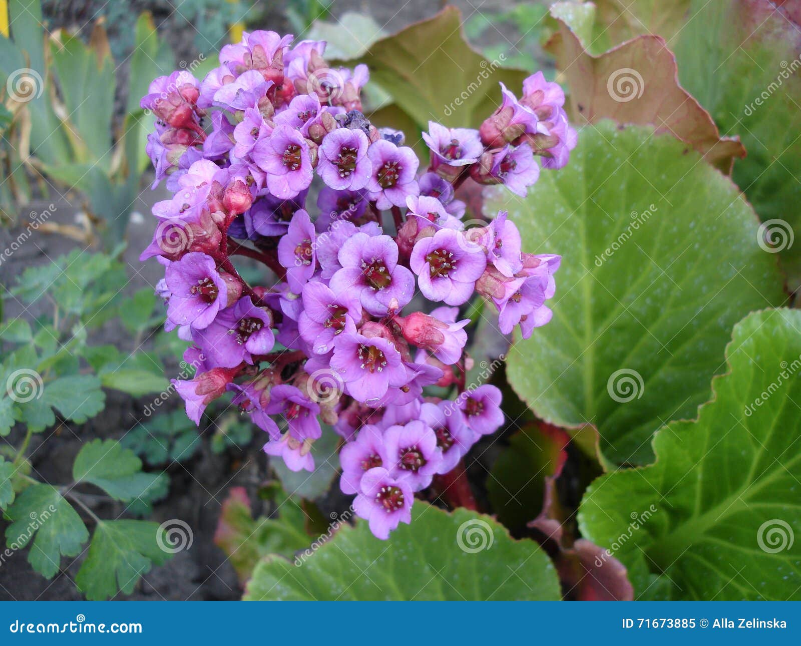 Big Red Flower in Spring Garden Stock Image - Image of element, color ...