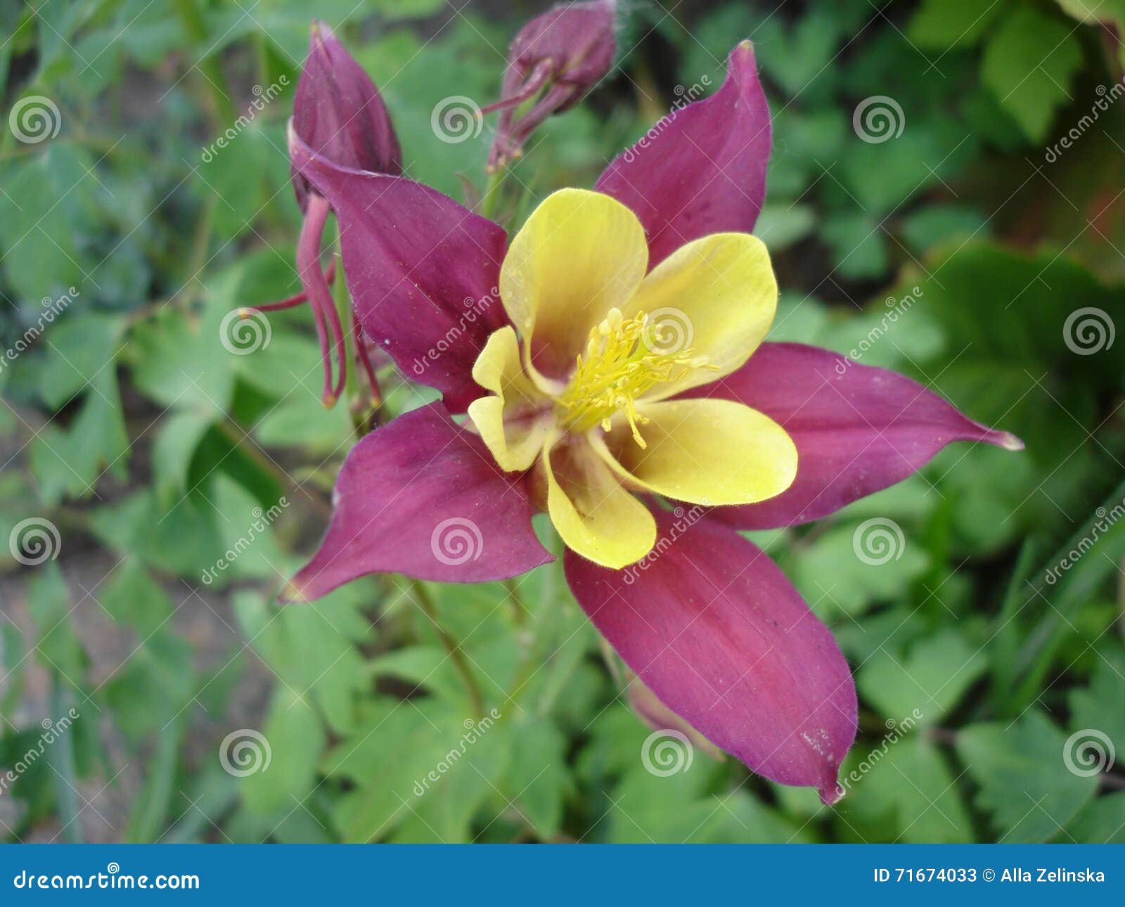 Big Red Flower in Spring Garden Stock Image - Image of bouquet, flowers ...