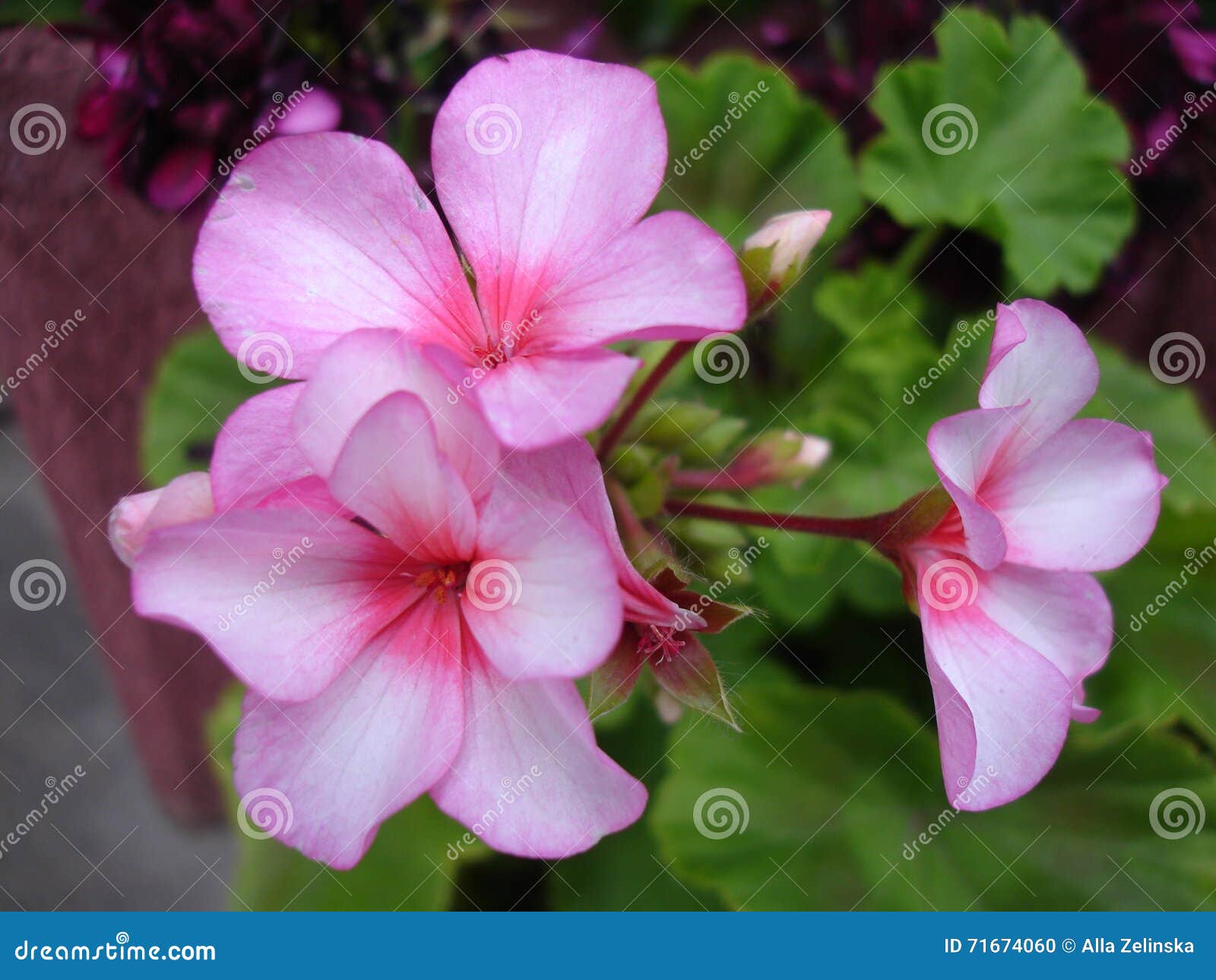 Big Red Flower in Spring Garden Stock Photo - Image of flower, cherry ...