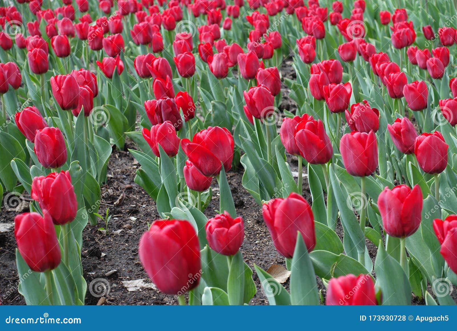 Big Red Flowers of Tulips in April Stock Photo - Image of nature ...