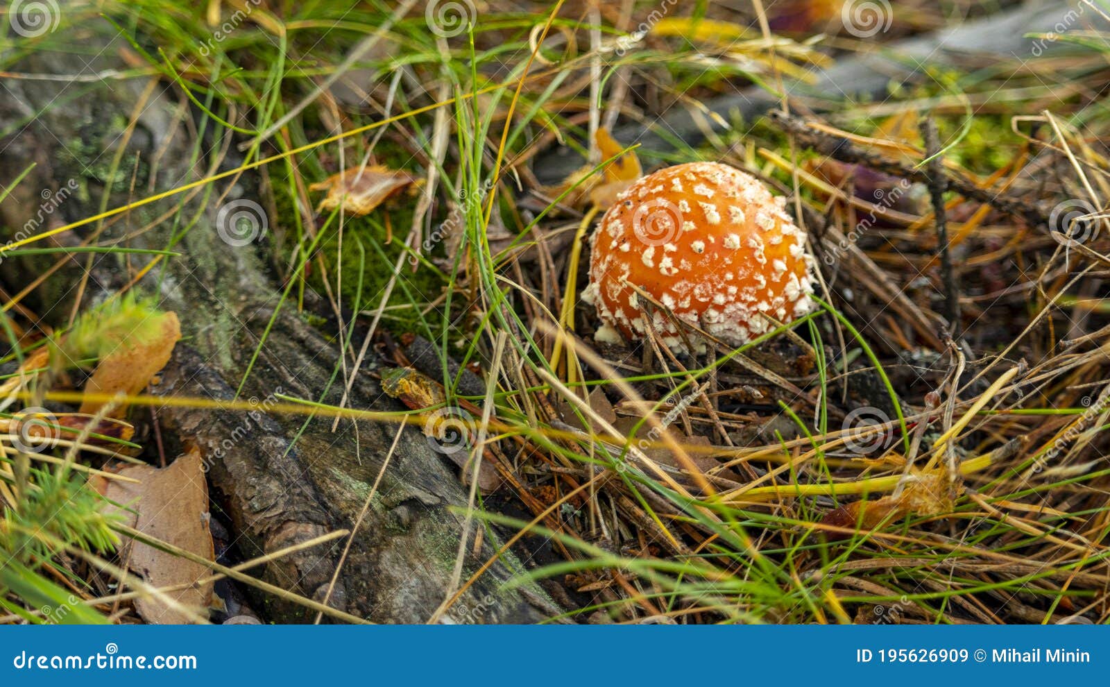 Big Red Fly Agaric in the Forest Stock Image - Image of muscaria, group ...