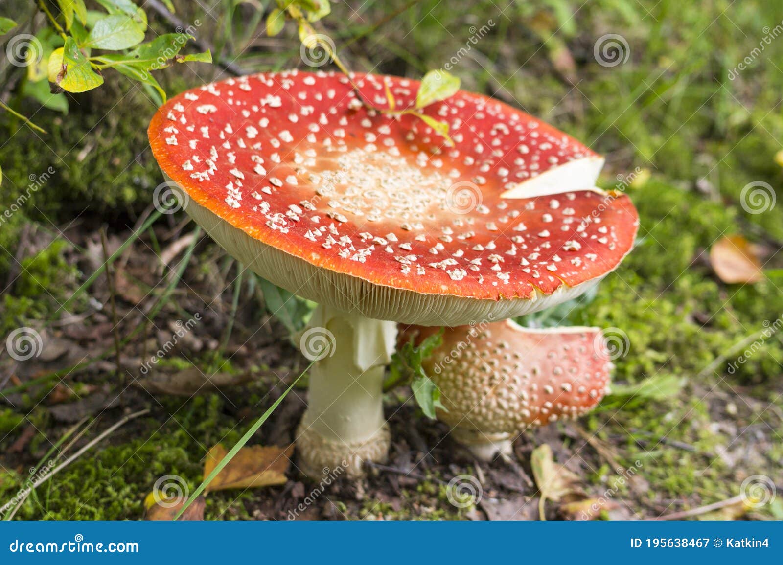 Big Red Fly Agaric in the Forest. Stock Image - Image of colorful ...