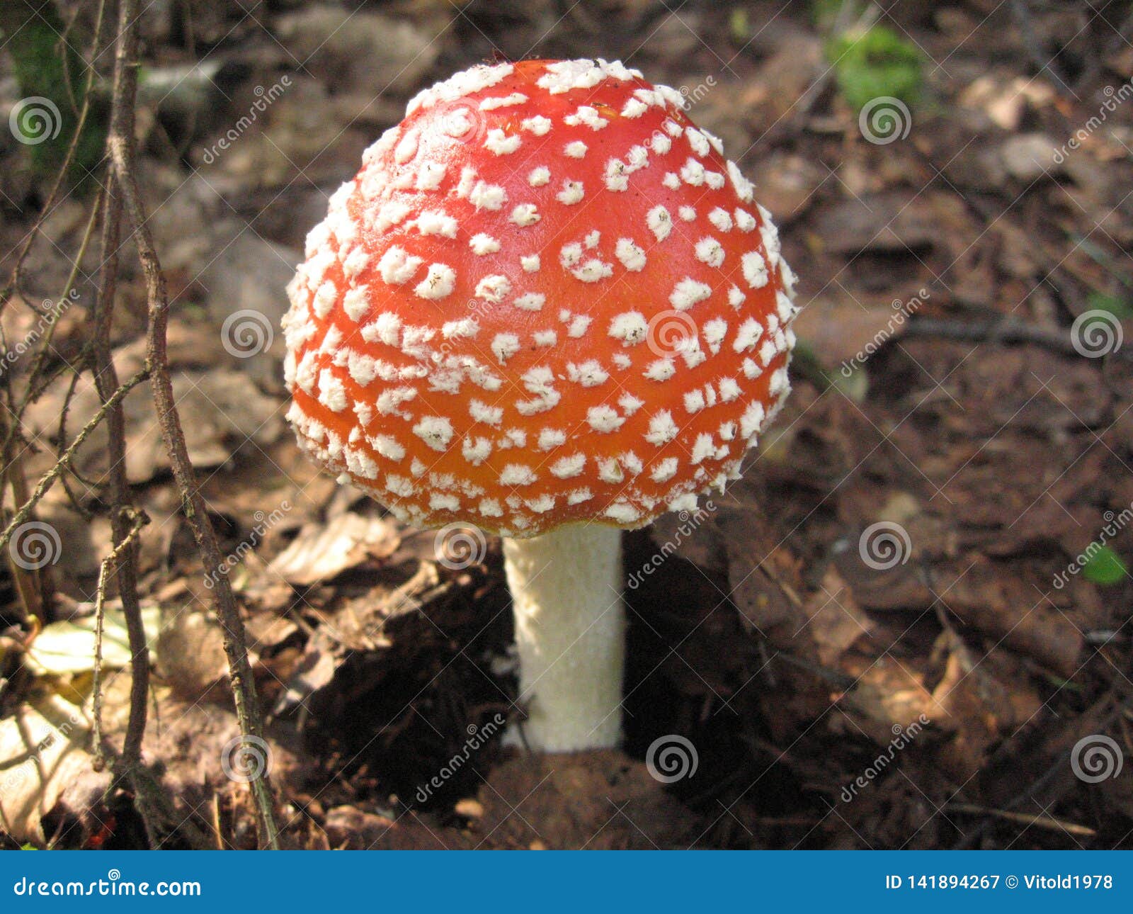 Big Red Fly Agaric in the Forest. Stock Image - Image of spots, season ...