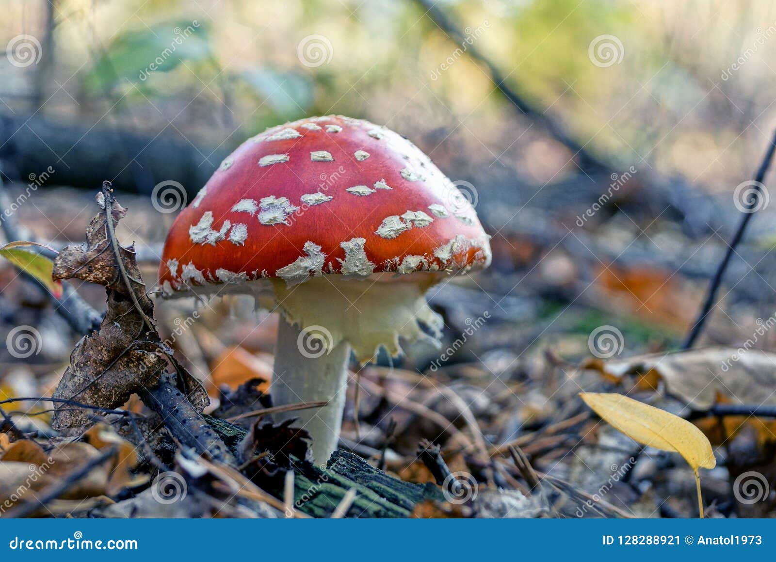 Big Red Fly Agaric Grows in the Autumn Forest Stock Image - Image of ...