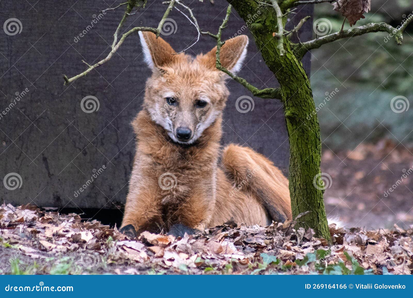 Big red fox in the zoo stock photo. Image of zoom, countryside - 269164166