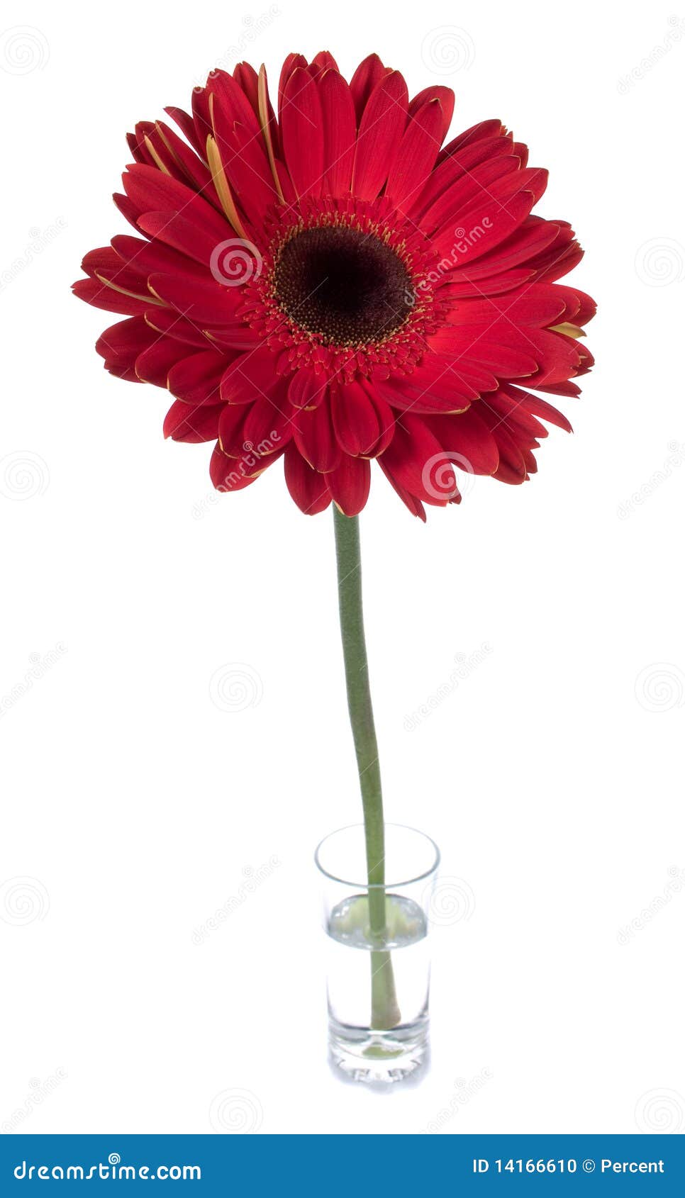 Big Red Gerbera in Glass with Water Stock Photo - Image of beautiful ...