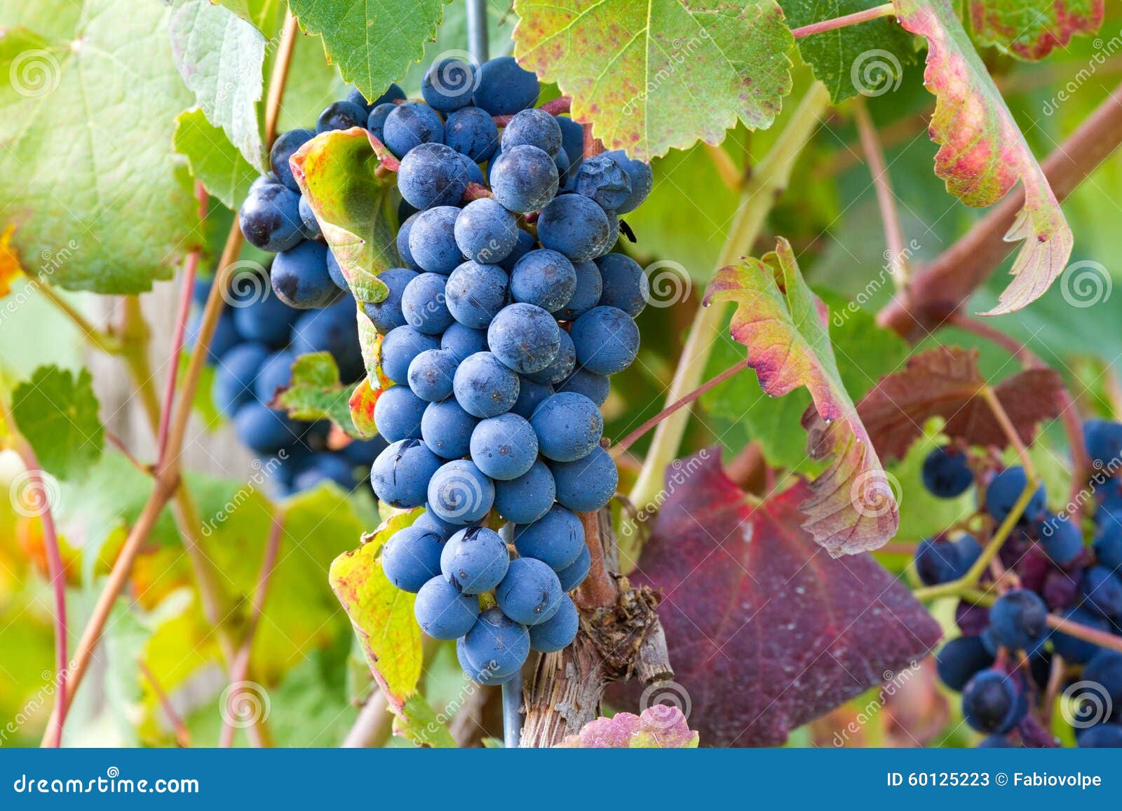Big red grapes stock image. Image of crop, ripe, agriculture - 60125223