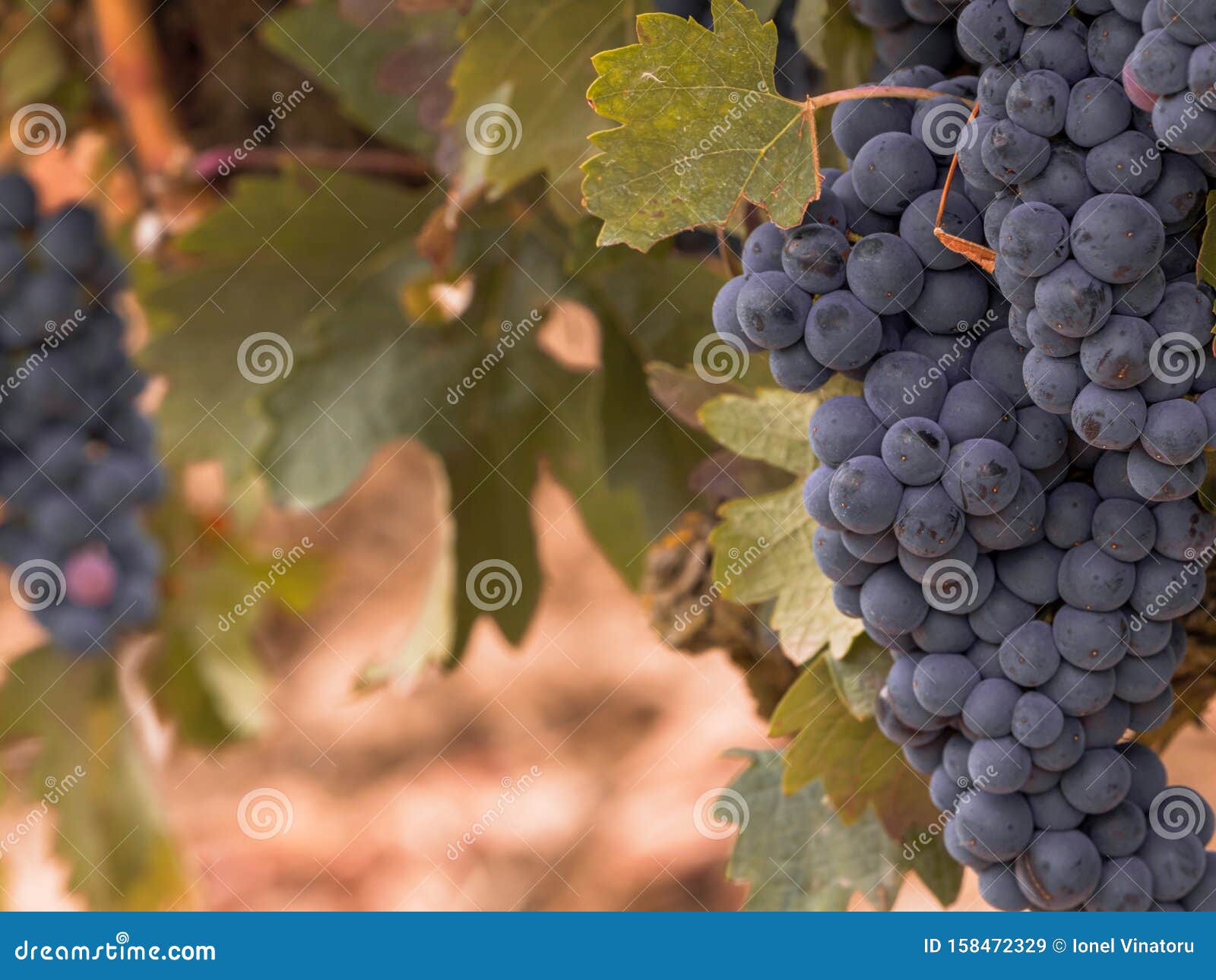 Close-up with Big Red Grapes Waiting for the Harvest Stock Image ...