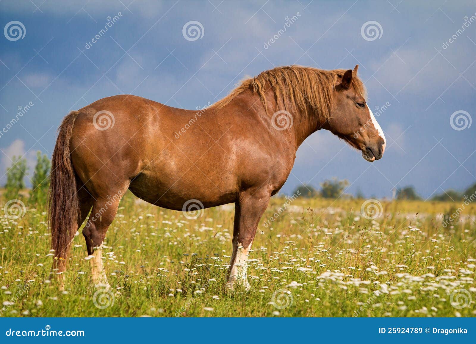 Big red horse stock image. Image of mare, grass, nature - 25924789
