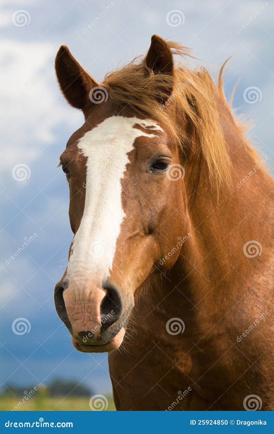 Big red horse head stock photo. Image of field, grass - 25924850