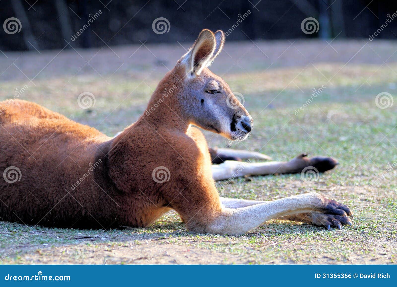 Major Kangaroo Species Chart