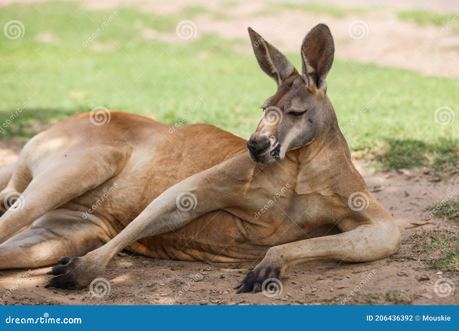 Giant Red Kangaroo