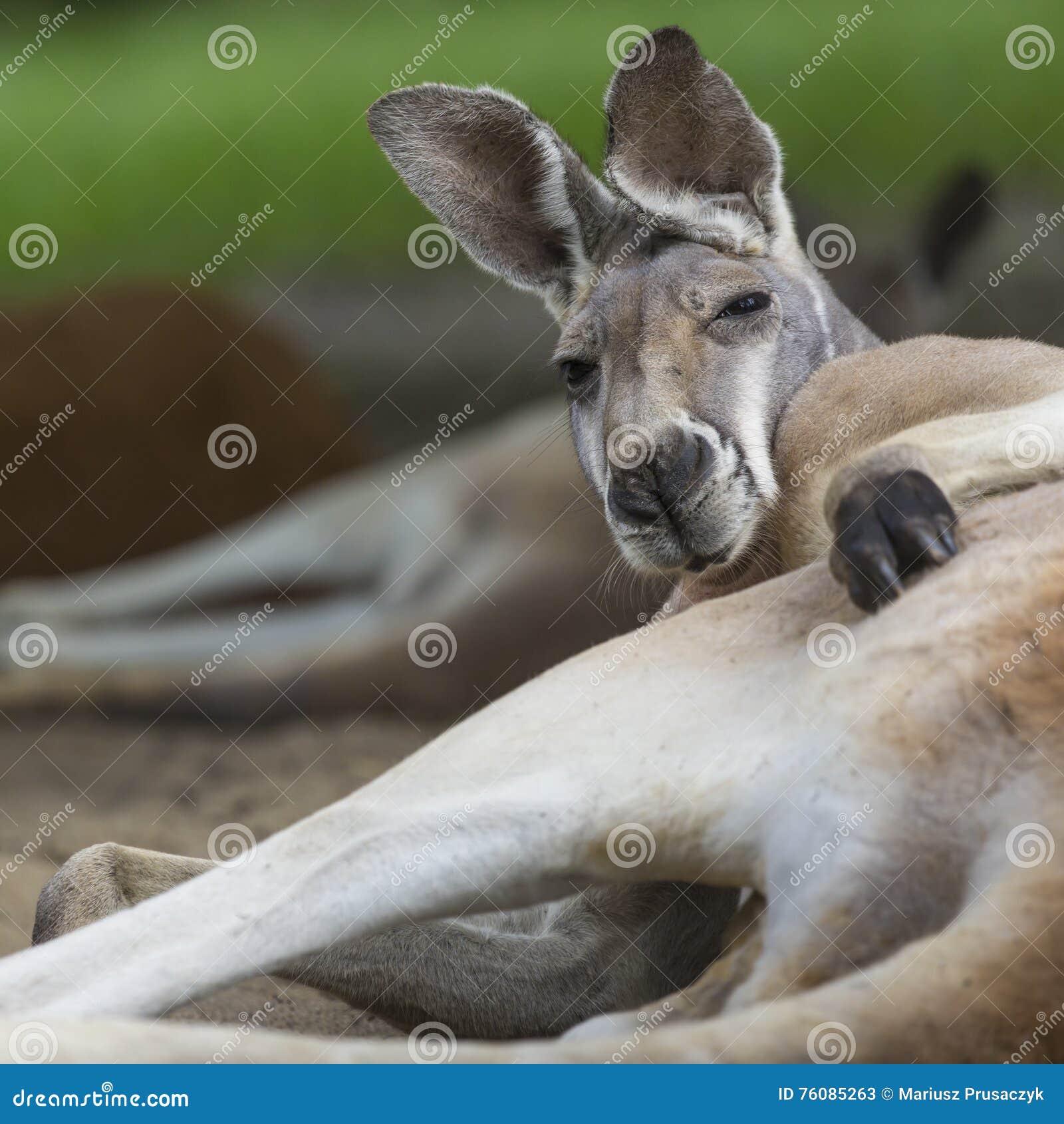 Big Red Kangaroo Resting Sunlit in the Australian Outback Stock Image ...