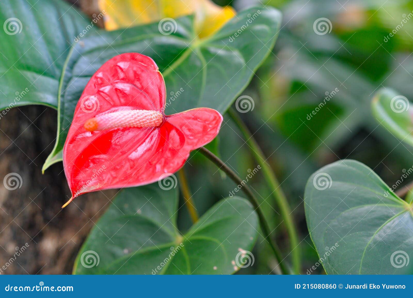 Big red leaf at the garden stock photo. Image of tree - 215080860