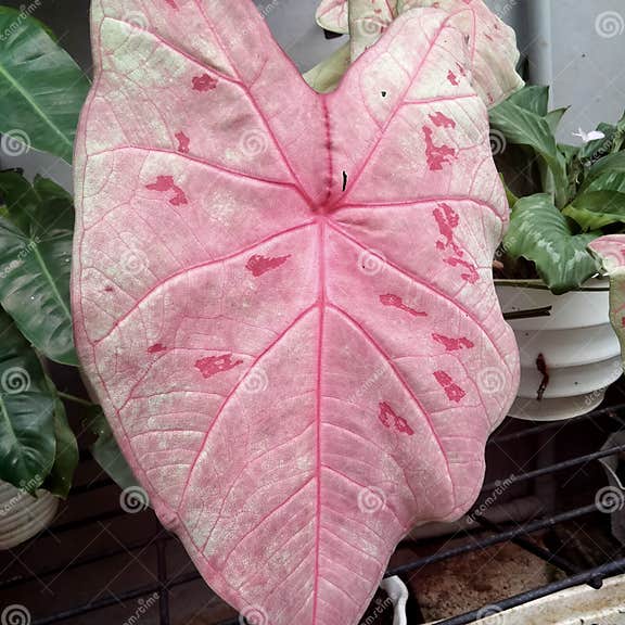 Big red leaves stock photo. Image of produce, lilac - 266068728