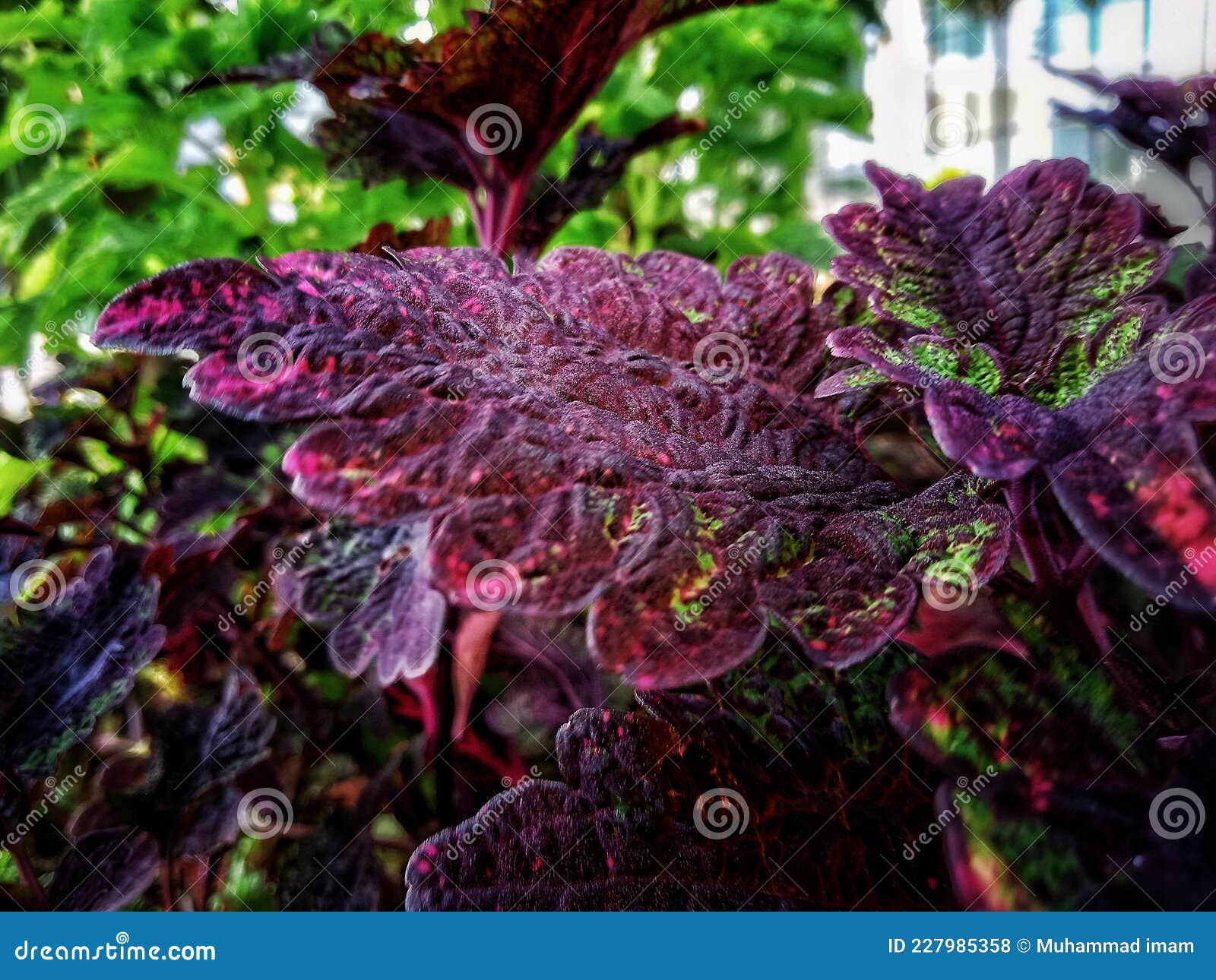 Big Red Leaves of the Plant Stock Photo - Image of nature, garden ...