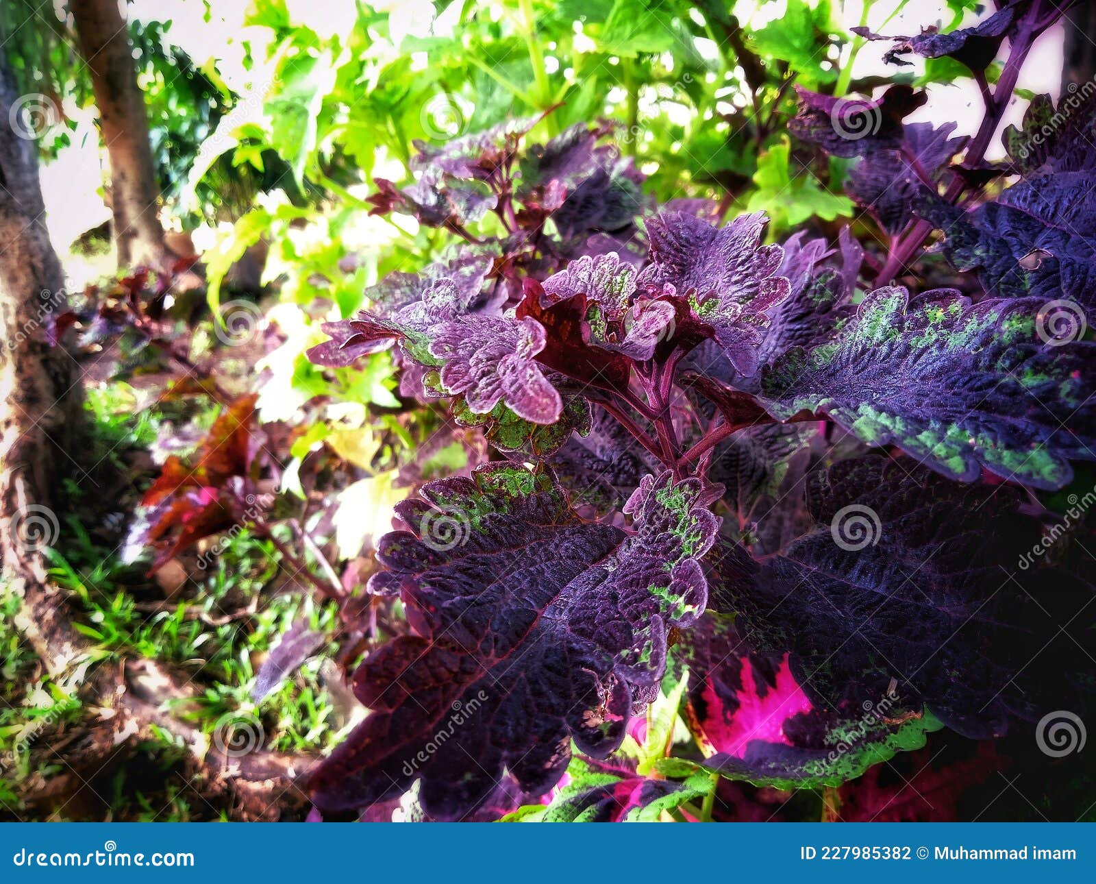 Big Red Leaves of the Plant Stock Photo - Image of wildflower, garden ...