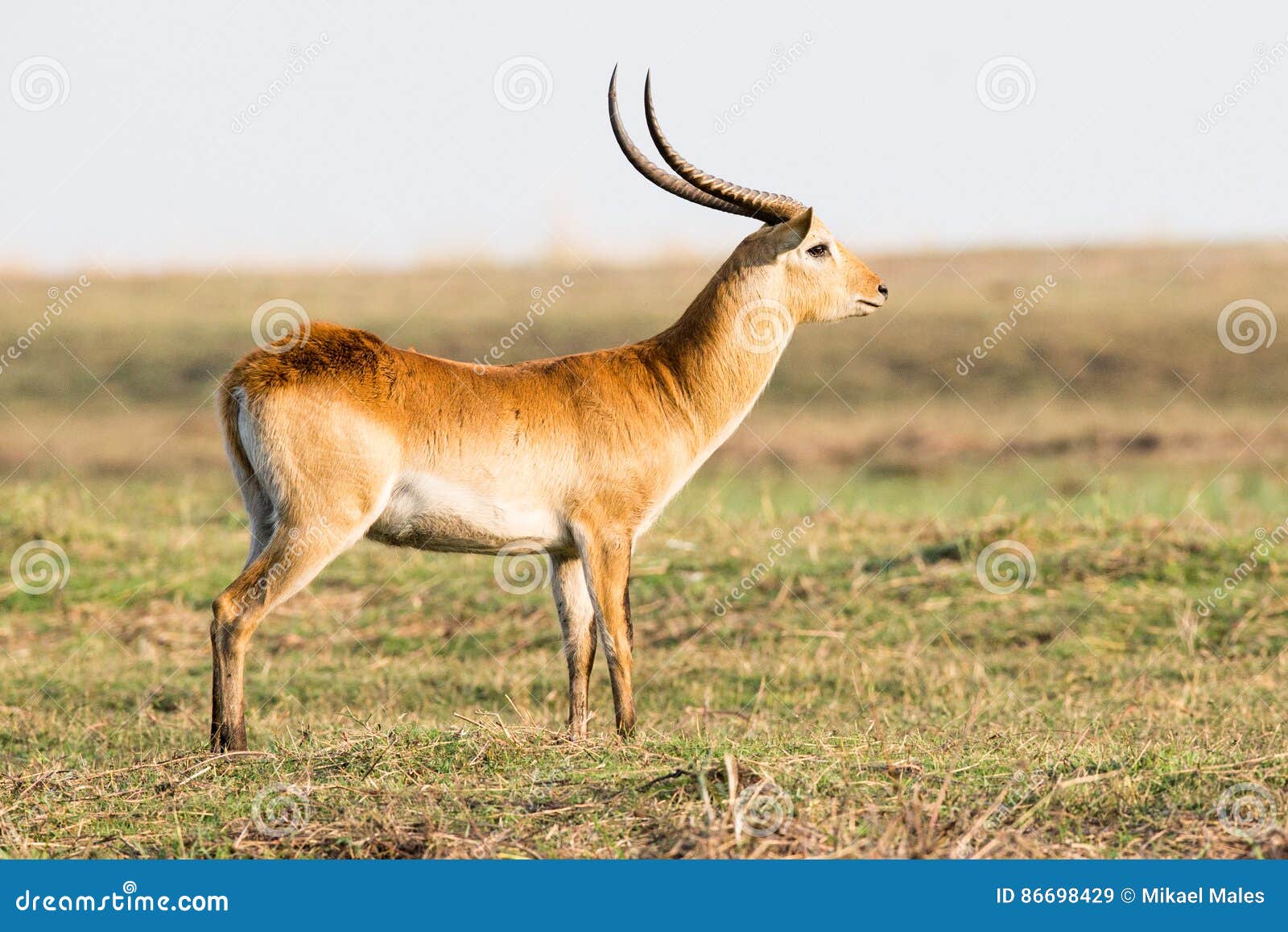 Red Lechwe