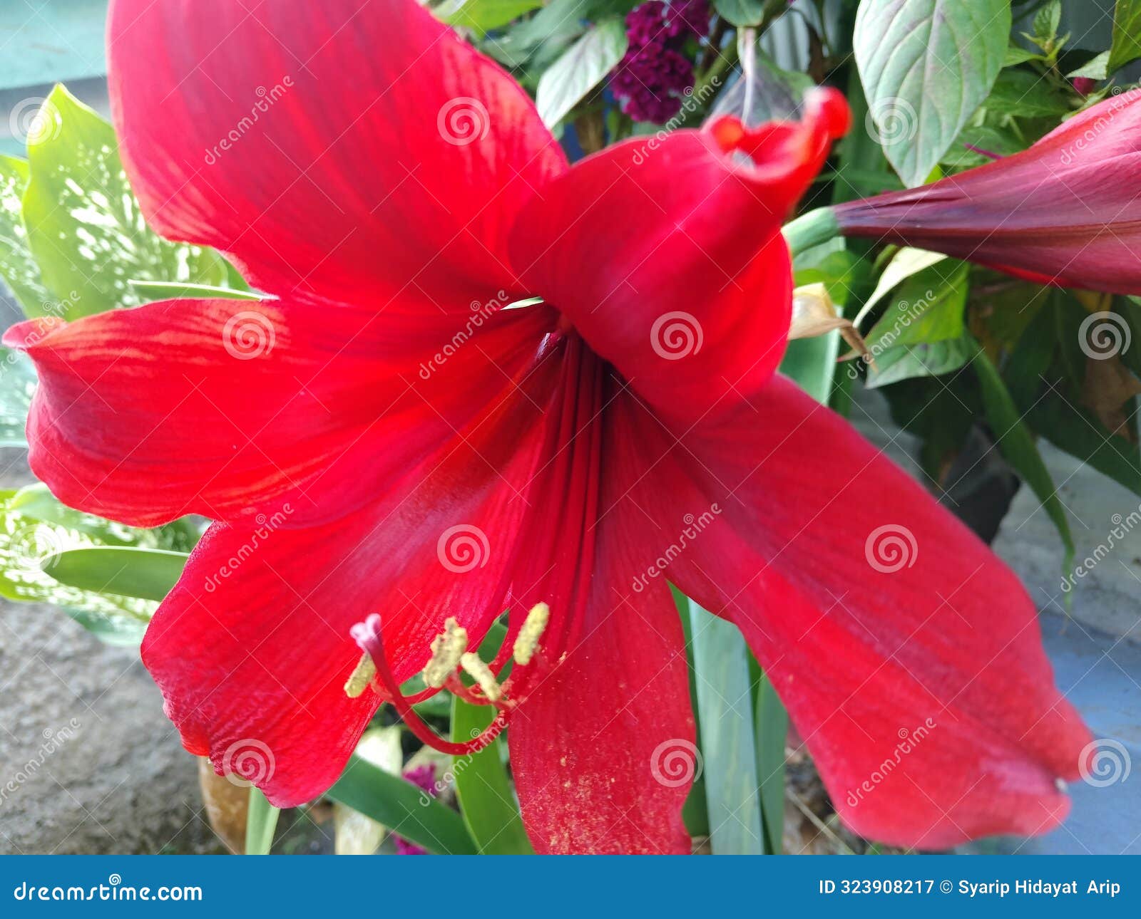 Big Red Lilies are Blooming in the Morning Stock Image - Image of ...