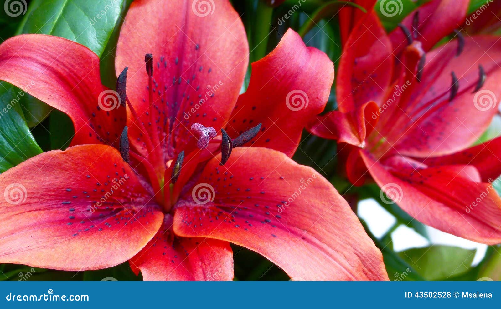 Big Red Lilies stock photo. Image of stamen, blossom - 43502528